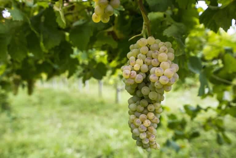 Erbaluce di Caluso: vino, vitigno, caratteristiche - Wine Dharma